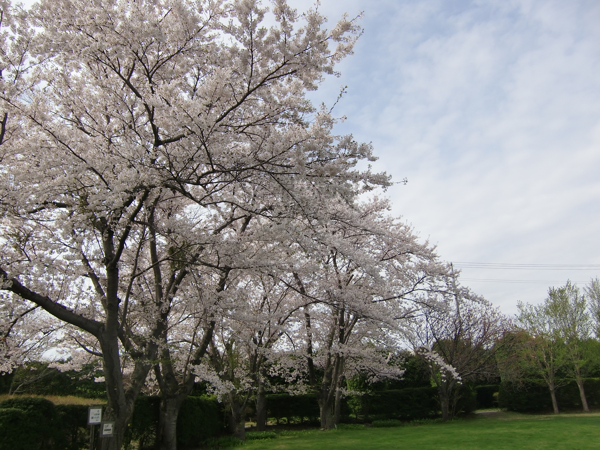 ソメイヨシノが満開です – 平岡樹芸センター