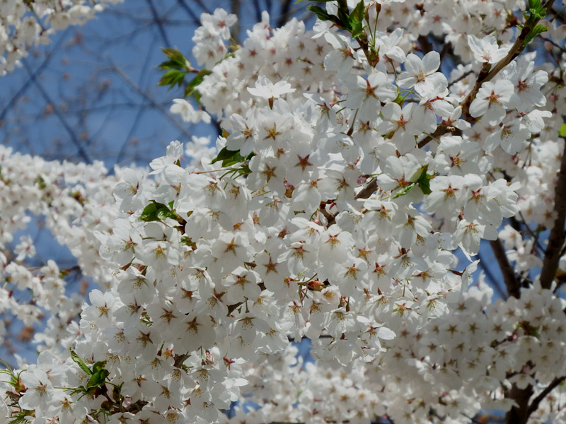 ソメイヨシノはまだまだ満開見頃 | 中島公園